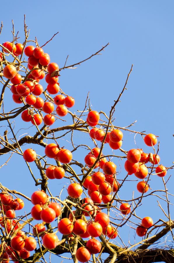 Molto Albero Di Cachi Maturo Della Frutta Fotografia Stock - Immagine ...