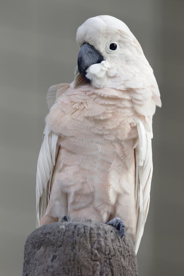 Moluccan Cockatoo stock image. Image of cockatoo, beak - 12177999