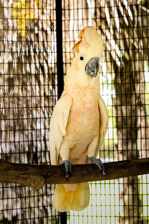 Moluccan Cockatoo in the Cage Stock Image - Image of crested, creature ...