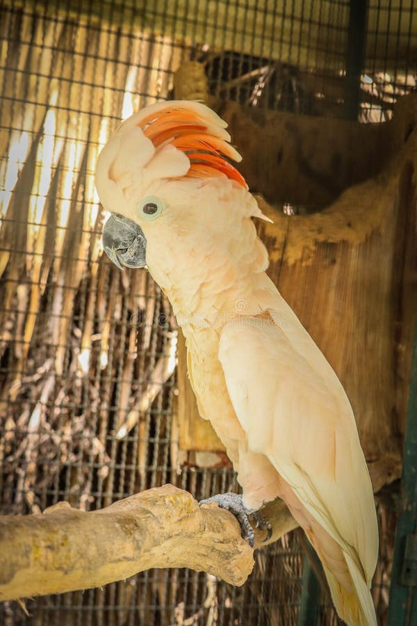 Moluccan Cockatoo in the Cage Stock Image - Image of cute, beak: 149130889