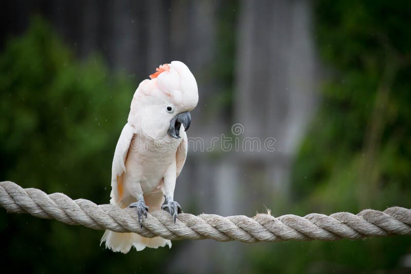 Moluccan Cockatoo stock image. Image of nature, pink - 100414451