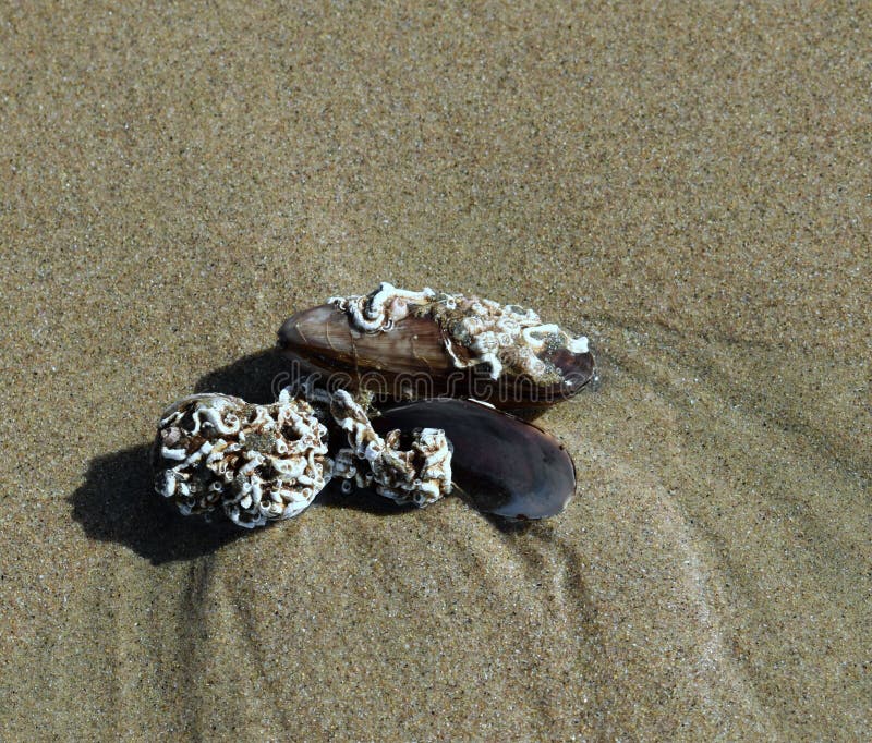 Moluscs Stock Photos - Free & Royalty-Free Stock Photos from Dreamstime