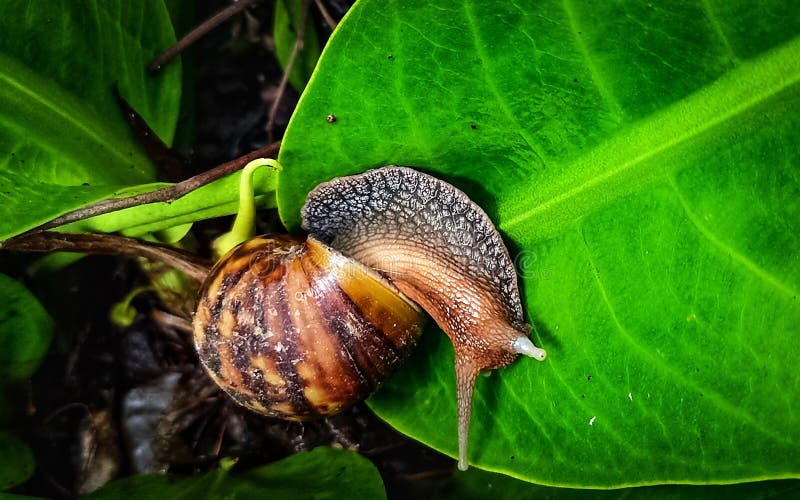 Molusca As we Called "bekicot" Stan on Green Artificial Leaf Stock ...