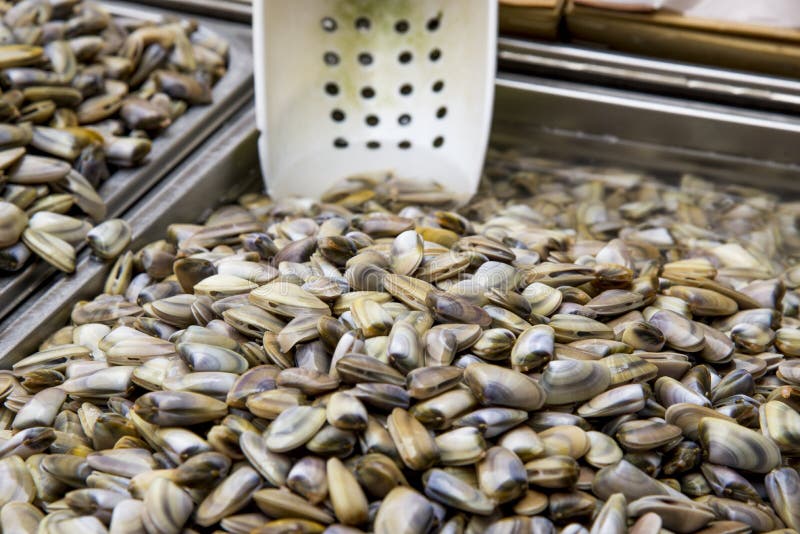 Moluscos - Bivalvia Da Classe - Moluscos Foto de Stock - Imagem de ...