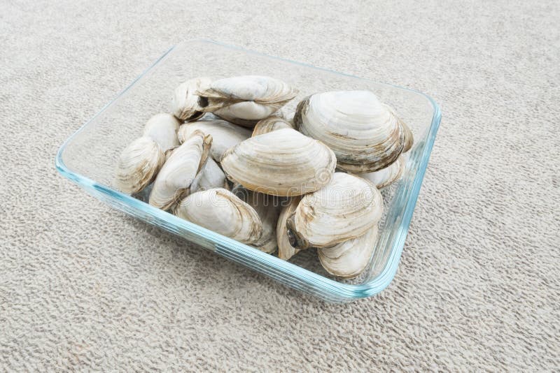 Moluscos De Live Quahogs Ou De Duro-SHELL Foto de Stock - Imagem de ...
