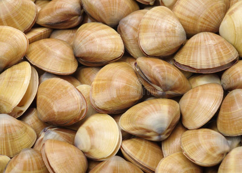 Moluscos Marisco, cozinha foto de stock. Imagem de detalhe - 116991264