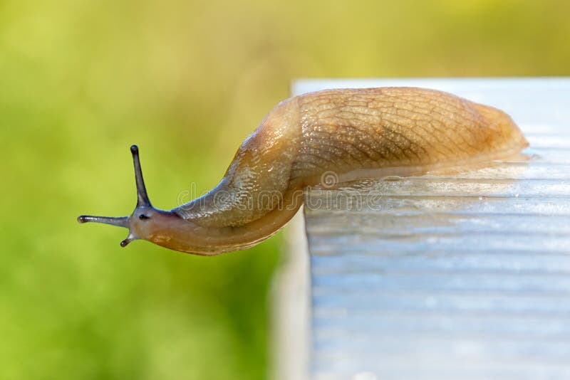 Land Slug. Shell-less Gastropod Mollusc Over A Rock. Wet Body And Eyes ...
