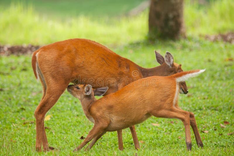 Mom ans baby barking deer stock image. Image of fammily - 40859893