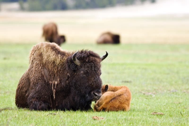 Mom and Baby stock photo. Image of buffalo, yellowstone - 10986142