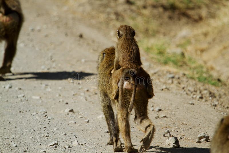 Mom & baby baboon stock photo. Image of african, animals - 30998490