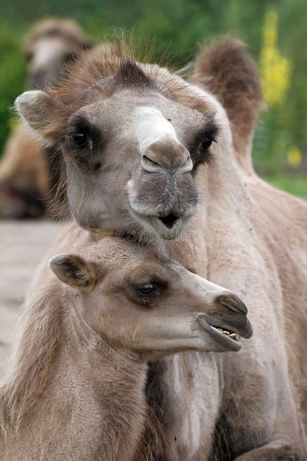 Mom and baby camel stock image. Image of mother, baby - 26506263