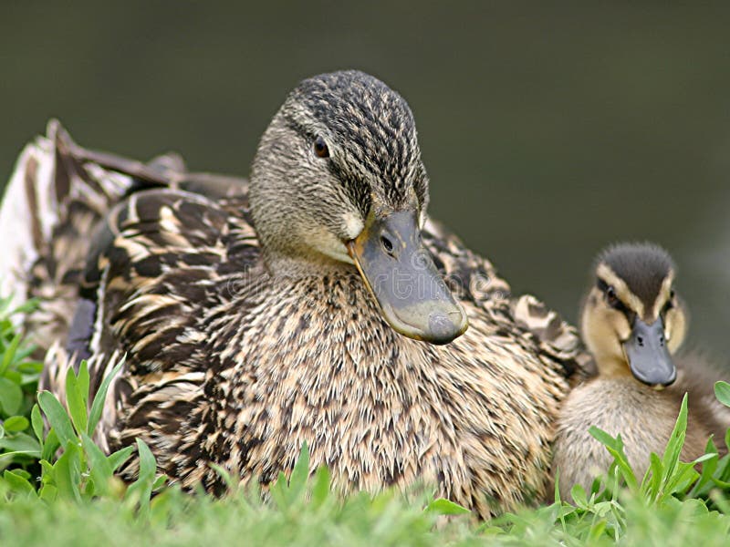 Mom and Baby Duck stock photo. Image of pond, feet, duckling - 728580