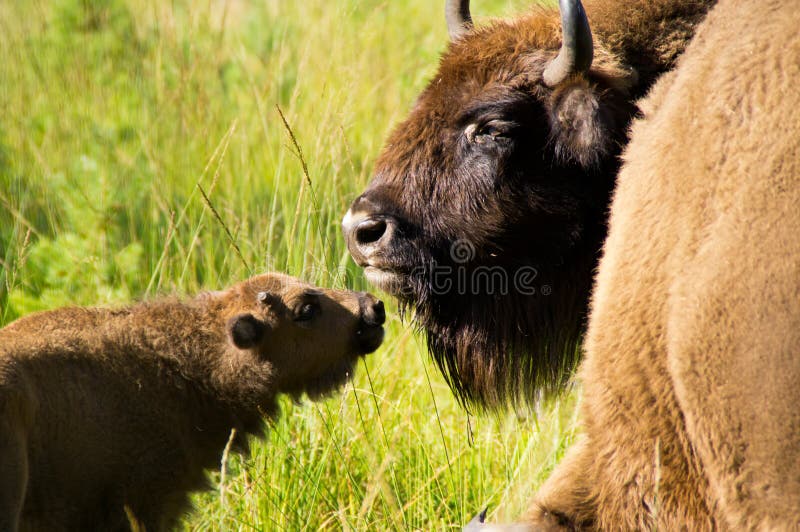 Mom Bison Cub Stock Photos - Free & Royalty-Free Stock Photos from ...
