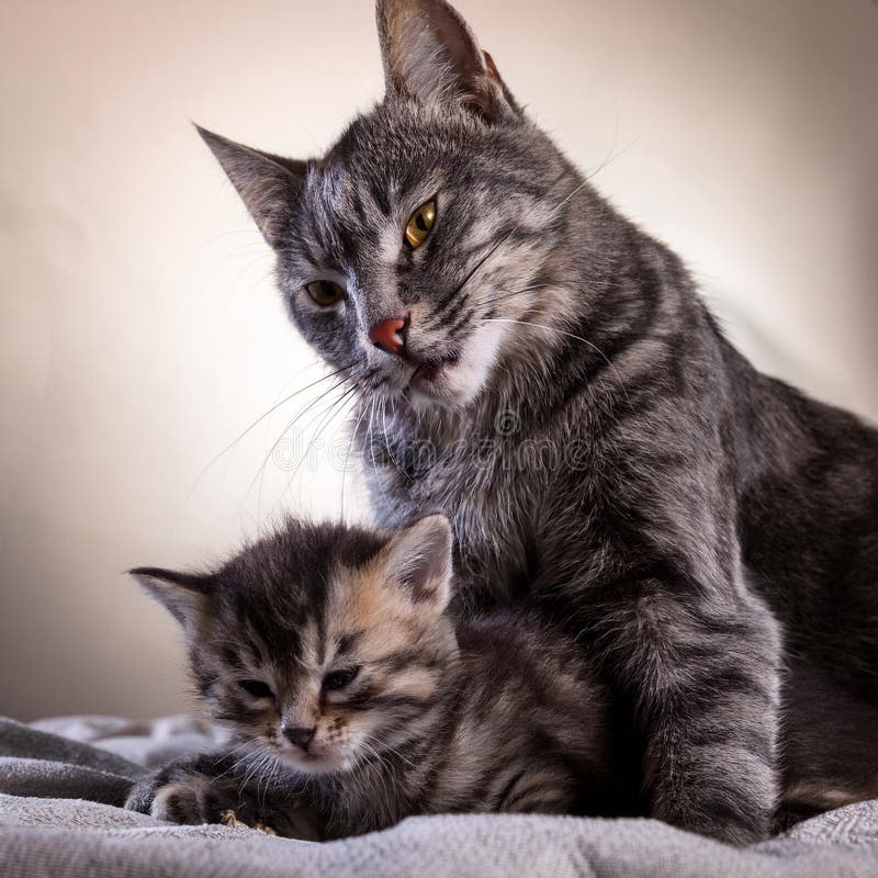 Mom Cat and Her Cub, AI Generated Stock Illustration - Illustration of ...