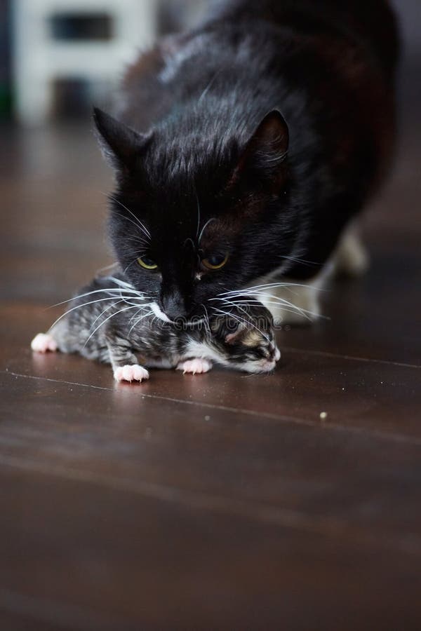 Mom Cat and Her Kitten. Animals in the House Stock Photo - Image of ...