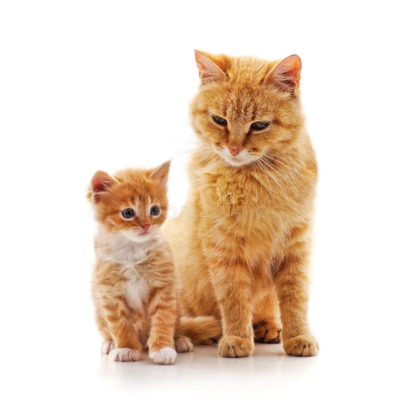Mama Cat And Kitten