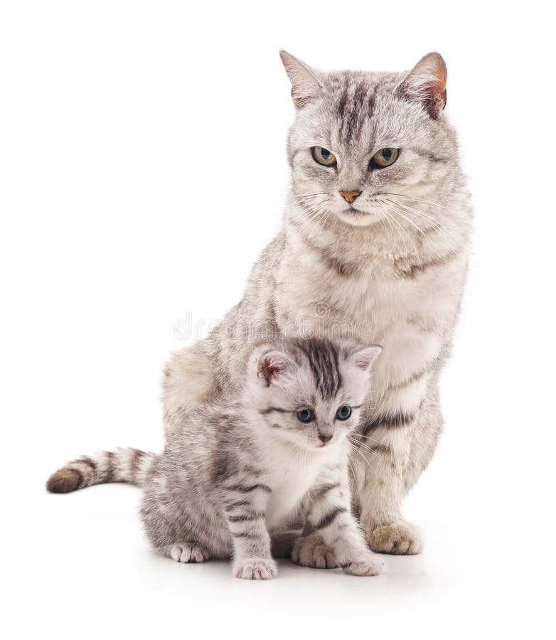 7,930 Mom Cat Kitten Stock Photos - Free & Royalty-Free Stock Photos ...