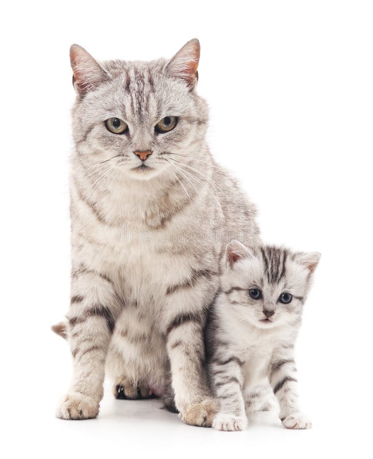 Mom cat with kitten. stock photo. Image of children, photography - 94629076