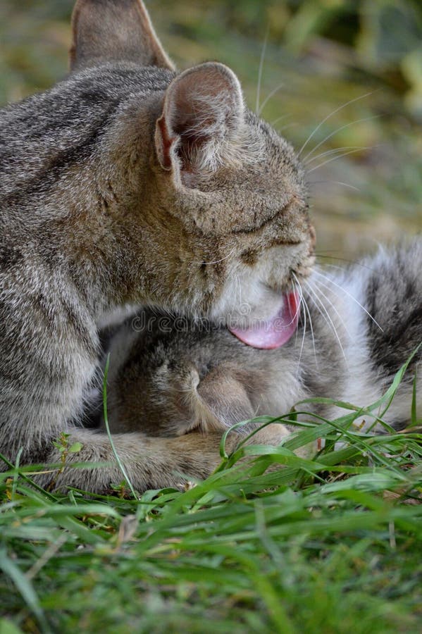 Mom Cat Licks Little Kitten Stock Photo - Image of mammal, nature ...