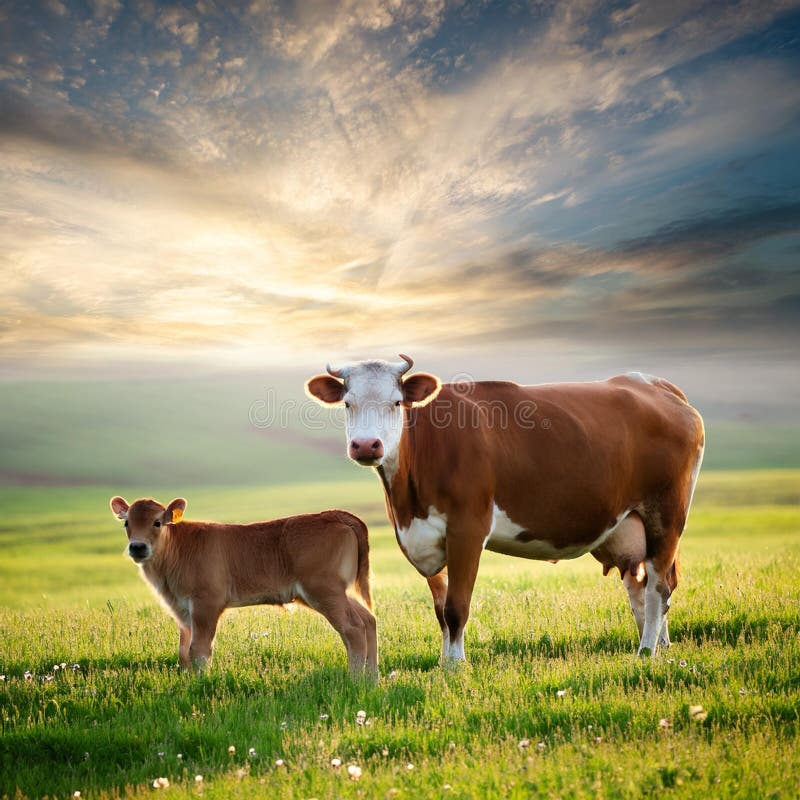 Mom Cow with Calf, AI Generated Stock Illustration - Illustration of ...