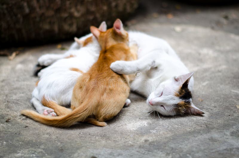 Kittens Brood Feeding by Mother Cat Stock Image - Image of little ...