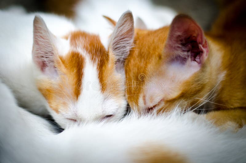 Kittens Brood Feeding by Mother Cat Stock Image - Image of little ...