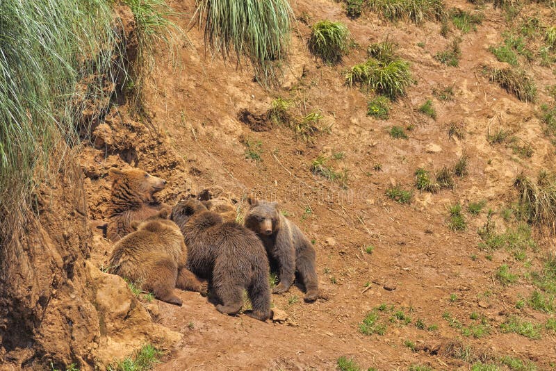 Mom Grizzly bear. stock photo. Image of wild, grizzly - 97895262 Mom Grizzly bear. stock photo. Image of wild, grizzly - 97895262