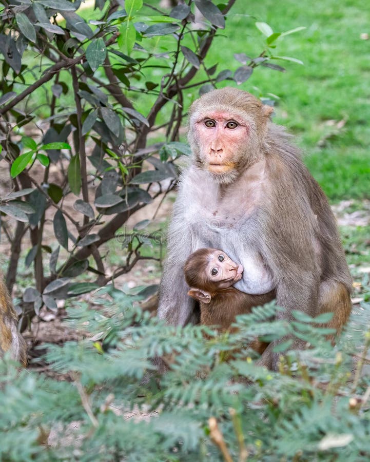 A Mom monkey feeding stock image. Image of water, cold - 281020383