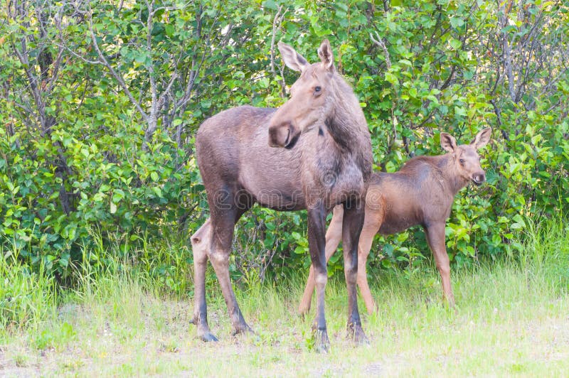 Mom Moose and Baby Calf stock image. Image of share, wildlife - 31496649