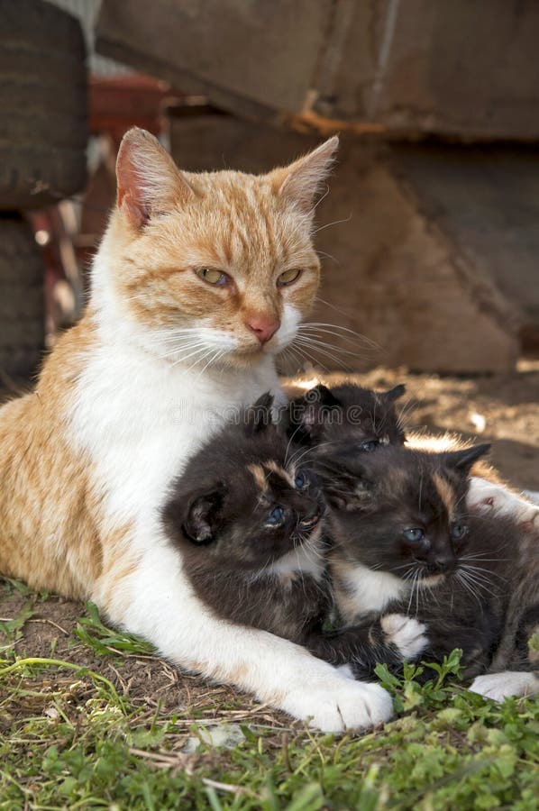 Cat with her kittens stock image. Image of mother, kittens - 40358625