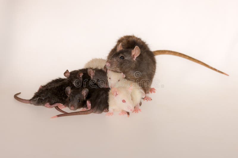 202 Mom Rat Stock Photos - Free & Royalty-Free Stock Photos from Dreamstime
