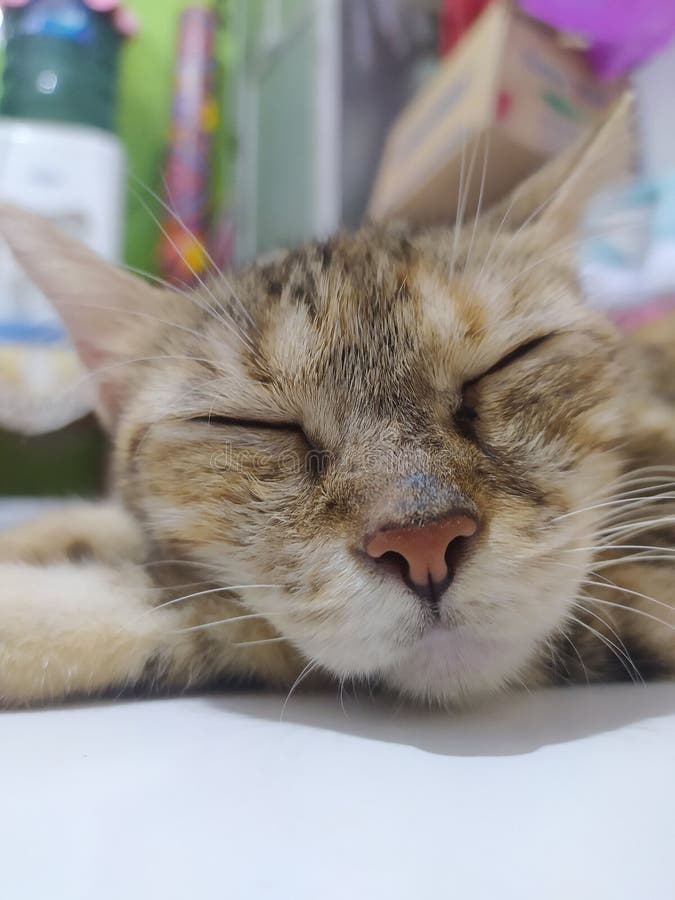 352 Random Cat Stock Photos - Free & Royalty-Free Stock Photos from ...