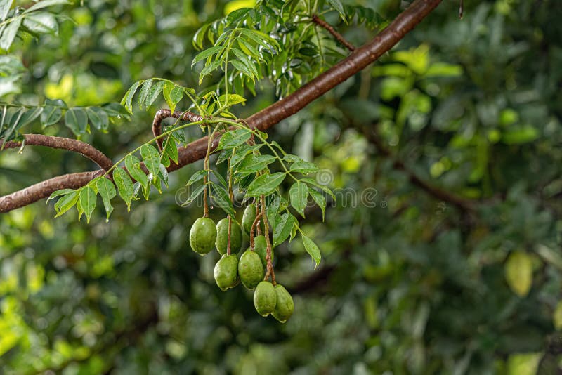 Mombins Tree Fruit stock photo. Image of flora, angiosperms - 264278286
