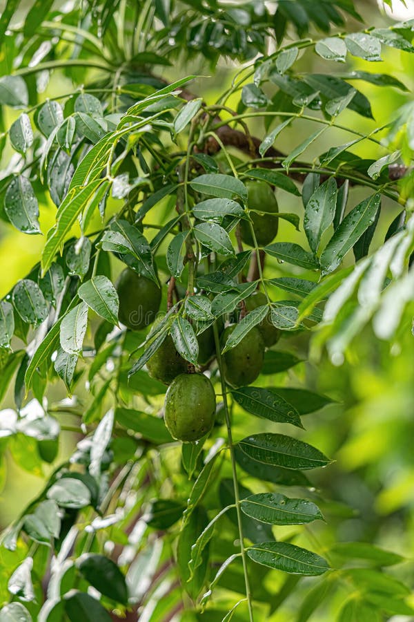 Red Mombin Tree stock photo. Image of environment, park - 225905954