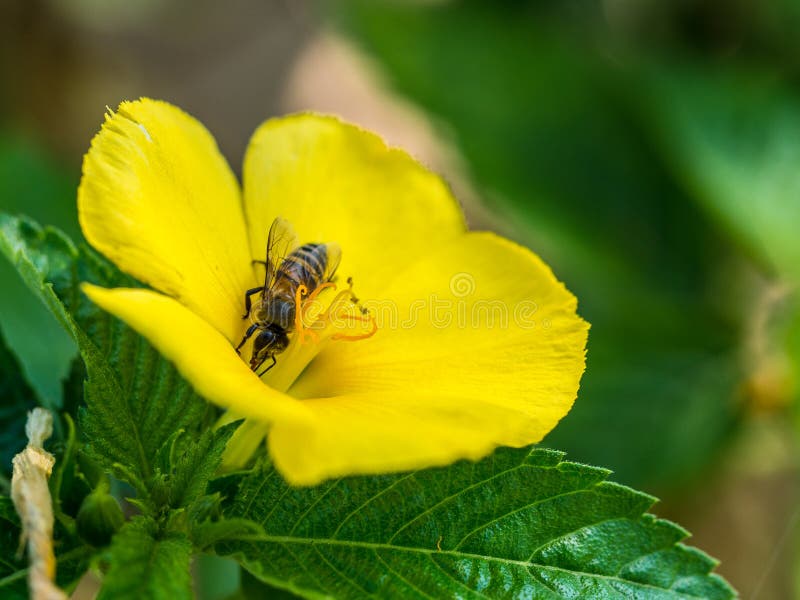 Bee Eating Pollen From Flower Stock Image - Image of pollinates, animal ...