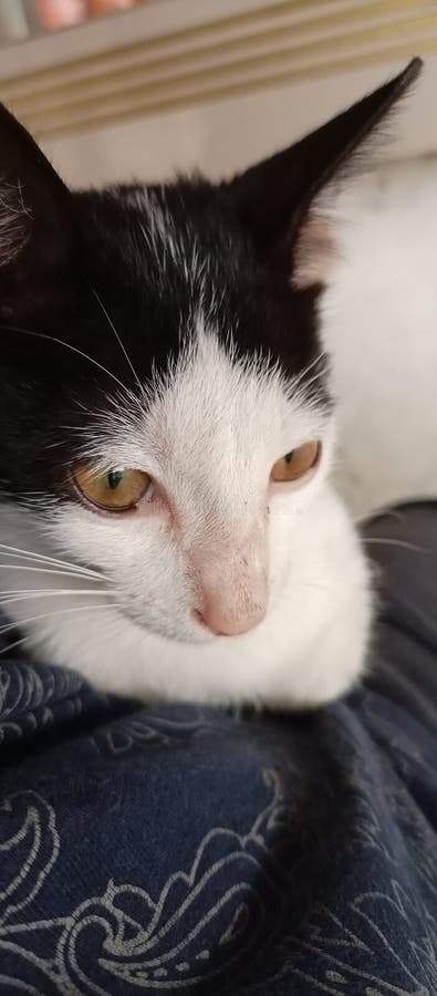 Moment a cat stock image. Image of pets, moment, closeup - 235474345