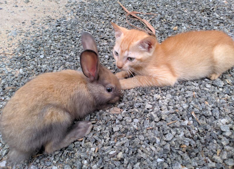 The Moment the Cute Kitten and the Baby Rabbit Met Stock Image - Image ...