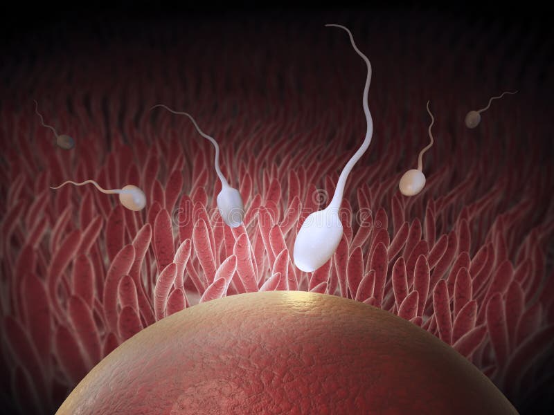 The Moment of Fertilization Stock Illustration - Illustration of ...