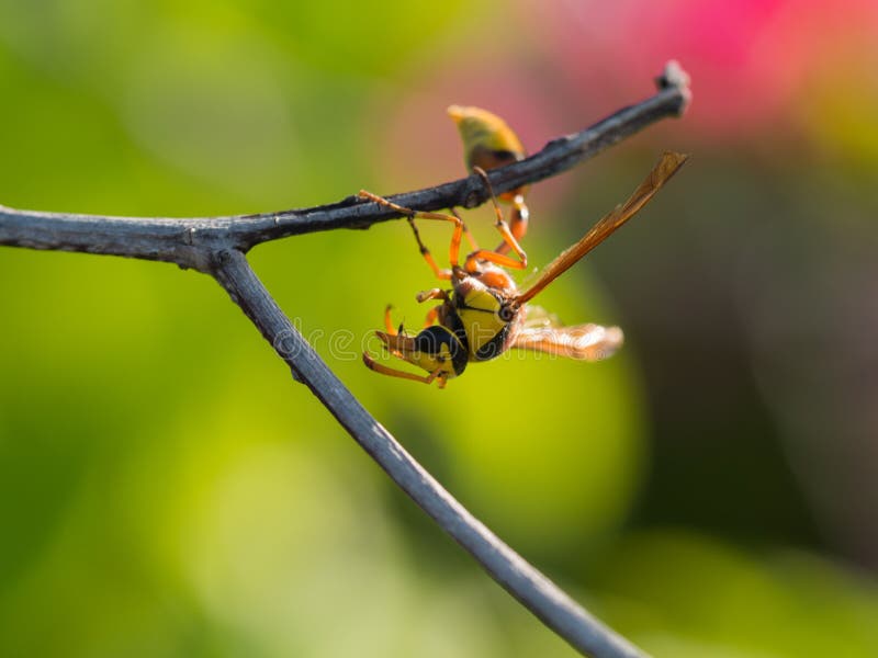 The Moment of Wasp stock image. Image of poisonous, insect - 79736561