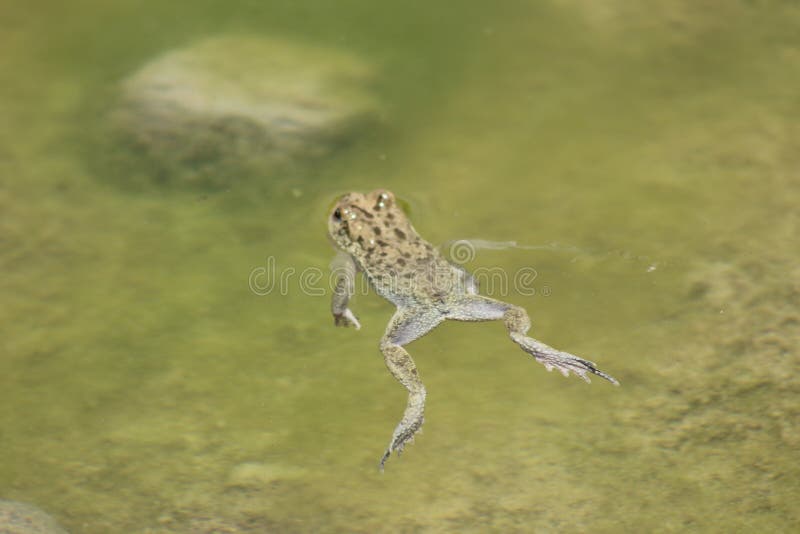 Good Morning Frog Stock Photos - Free & Royalty-Free Stock Photos from ...