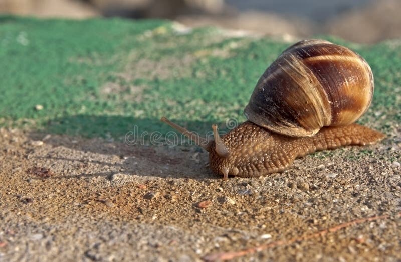 Snail and weed on sidewalk stock image. Image of dirt - 75519437
