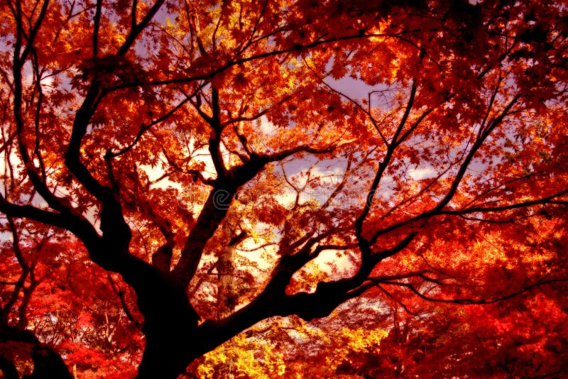 Momiji #1 stock image. Image of fall, arashiyama, kyoto - 16984107