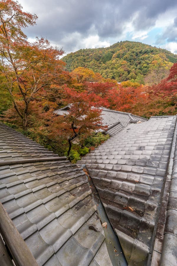 Autumn Leaves Fall Foliage Forest Landscape Near Ruriko In Komyo Ji