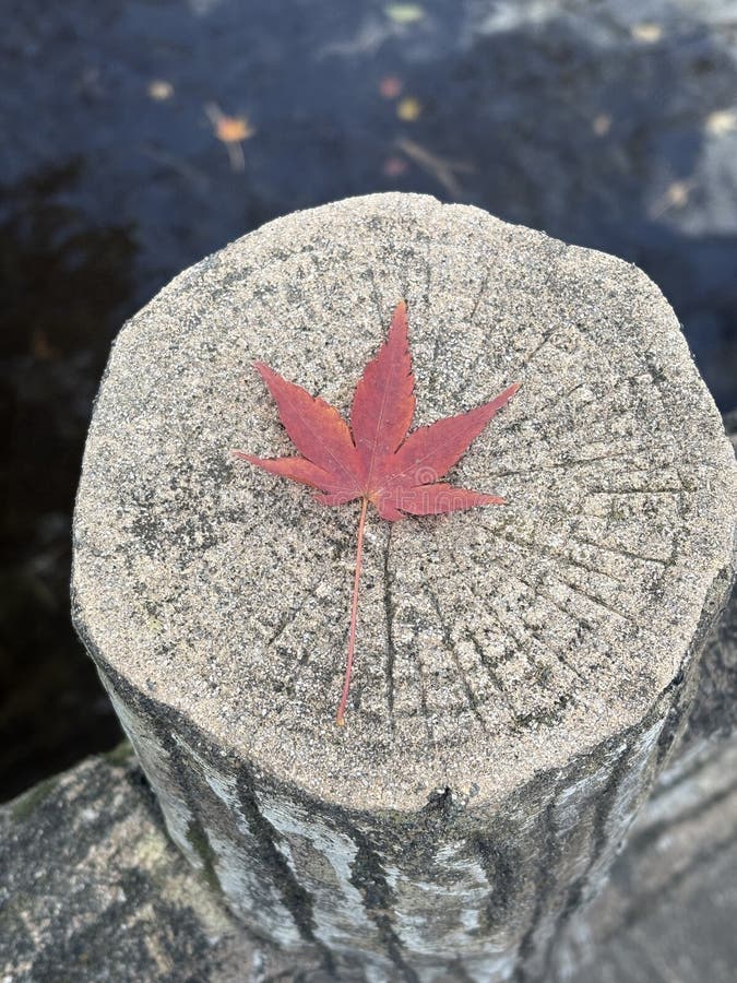 Momiji leal on stone stock image. Image of momiji, plant - 350039925