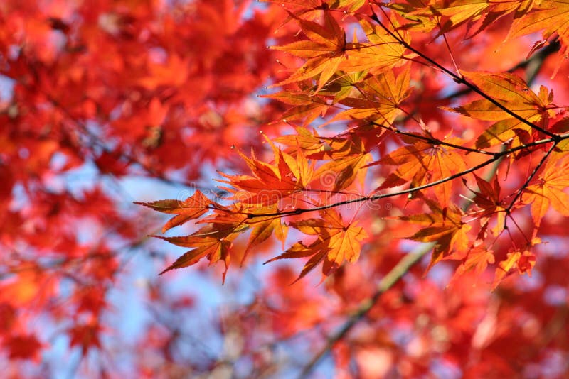 Momiji stock photo. Image of season, leaf, forest, momiji - 53661344