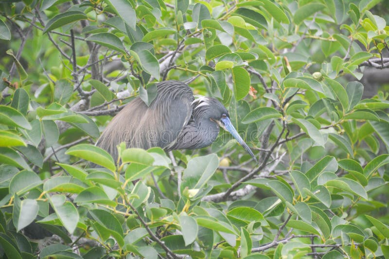 Momma Bird stock image. Image of nature, wildlife, perched - 40213361