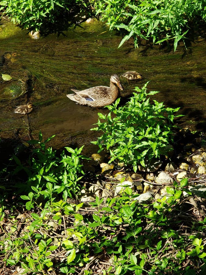 Momma Checking Me Out when I Got Close Stock Photo - Image of close ...