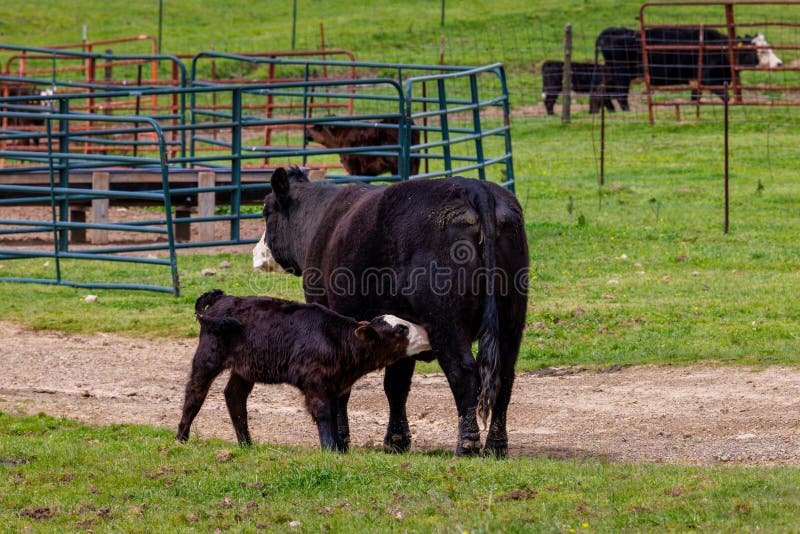 Black Hereford Momma Cow Nursing Calf. Stock Image - Image of angus ...