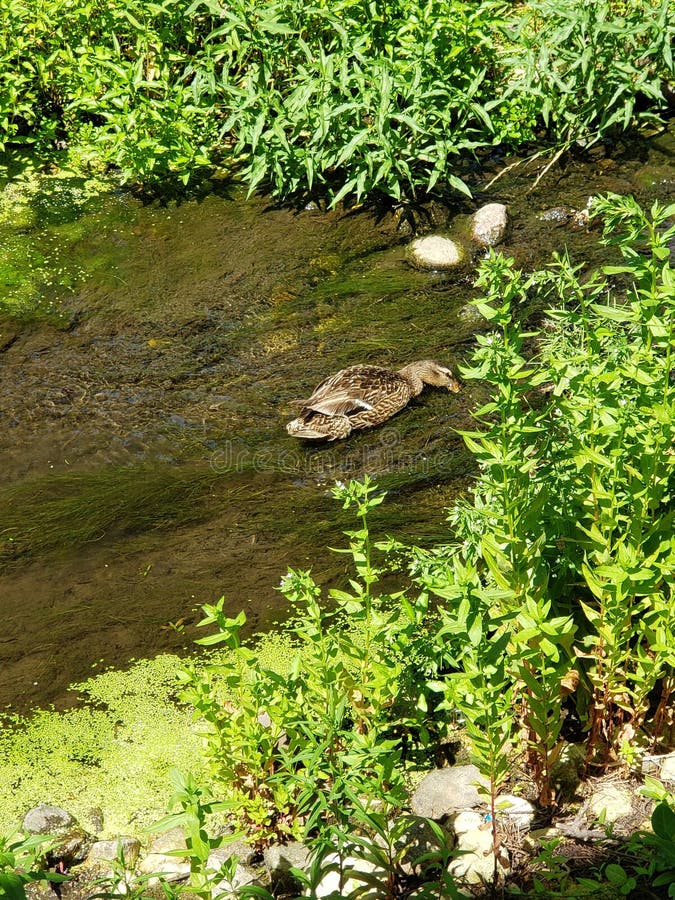Momma Digging Deep for Food in the Creek Stock Photo - Image of food ...