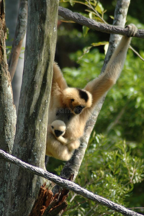Momma Monkey stock photo. Image of monkey, climbing, animals - 209016